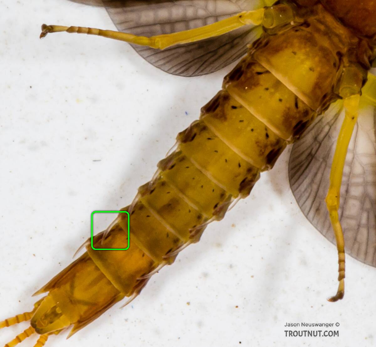 Identification: Key to Genera of Male Ephemerellidae Spinners