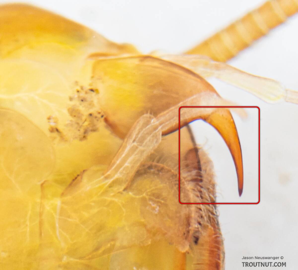 Identification: Key to Genera of Perlodidae Nymphs, Couplet 16