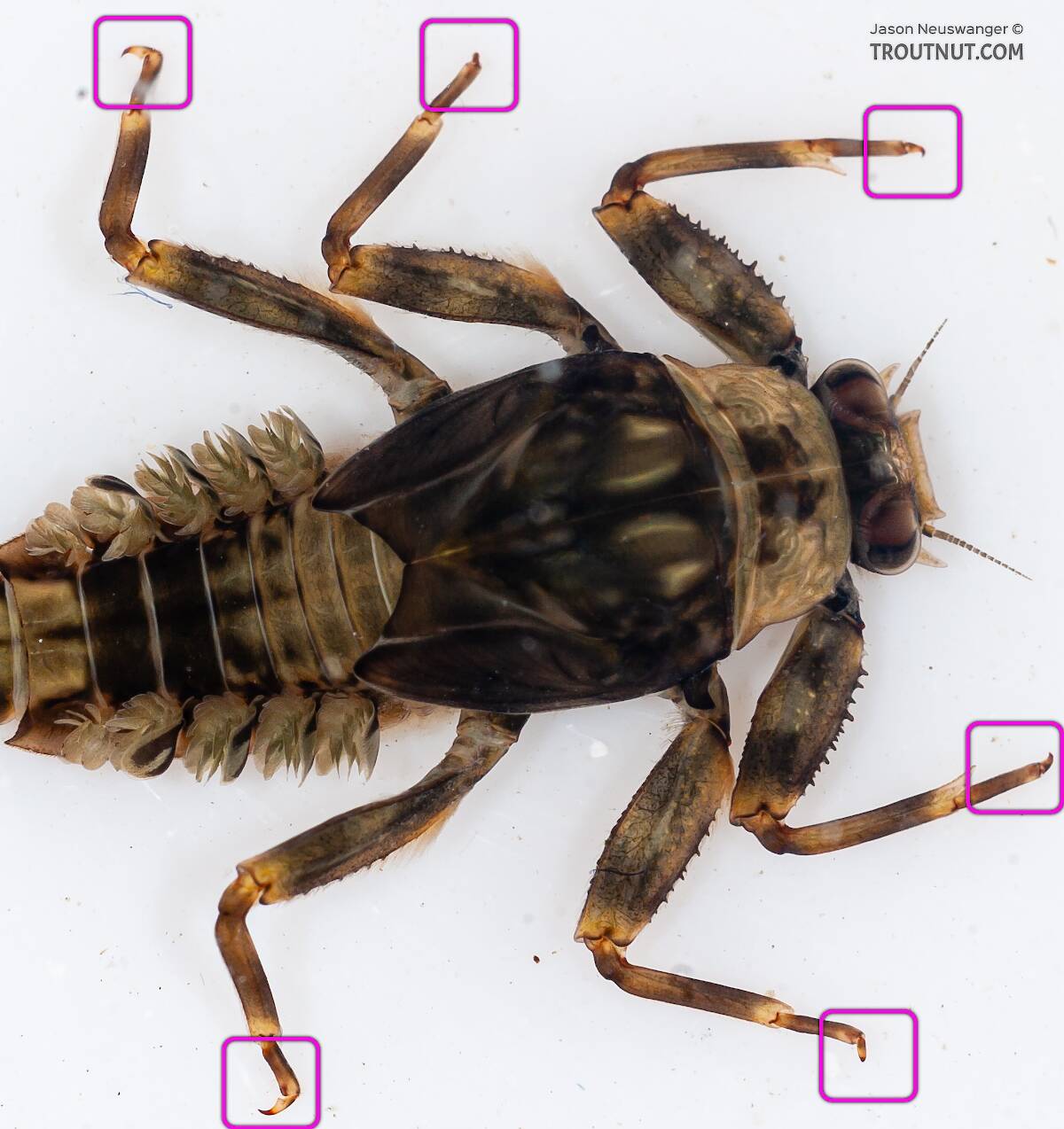 Identification: Key to Orders of Aquatic Insect Nymphs