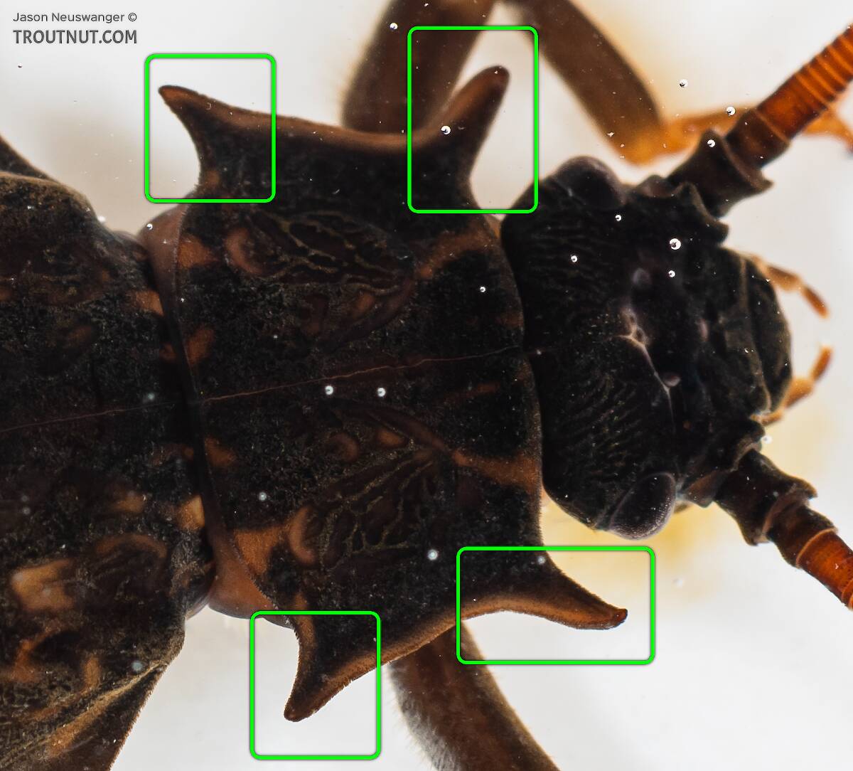 Identification: Key to Genera of Pteronarcyidae Nymphs