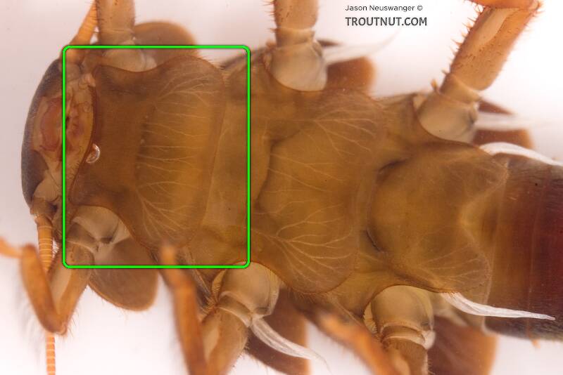 Identification: Key to Genera of Peltoperlidae Nymphs