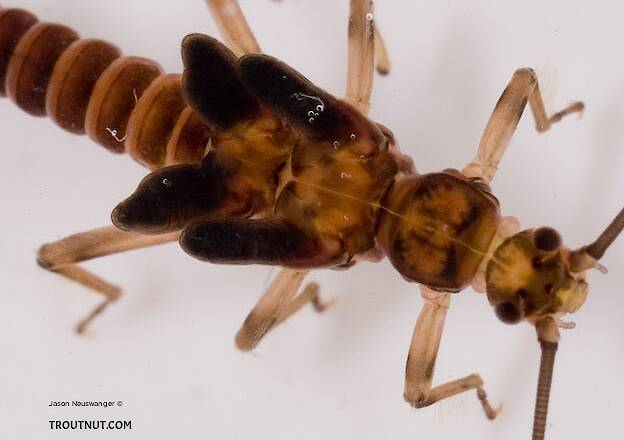 Identification: Key to Genera of Taeniopterygidae Nymphs