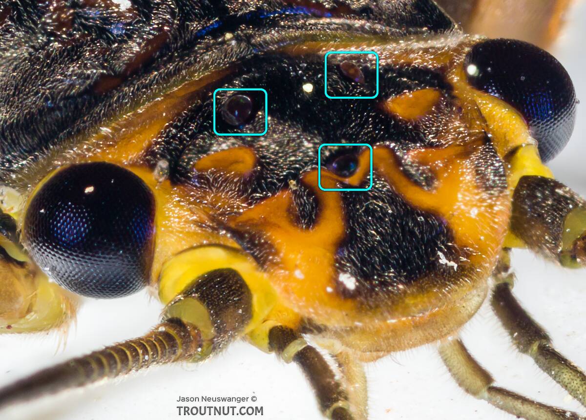 Identification: Key to Genera of Male Perlidae Adults