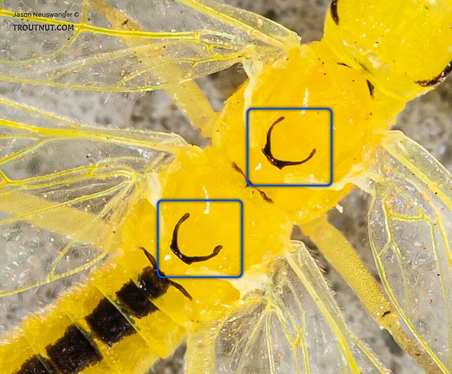 Identification: Key to Genera of Chloroperlidae Adults