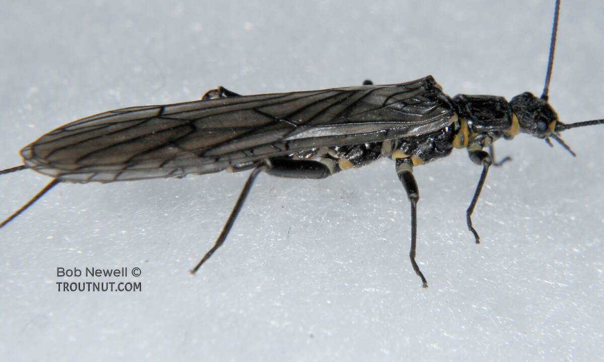 Identification: Key to Genera of Female Capniidae Adults