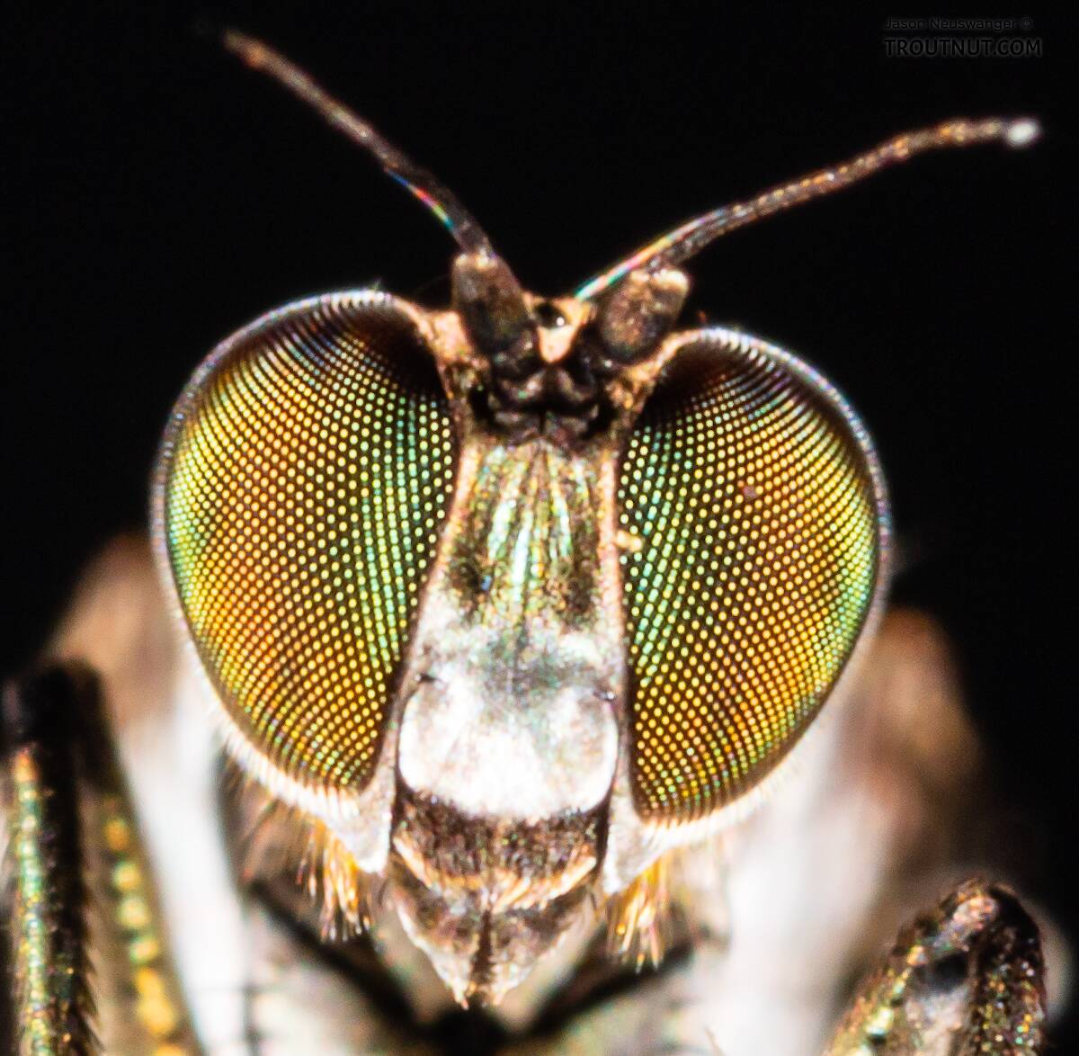 Identification: Key to Families of True Fly Adults