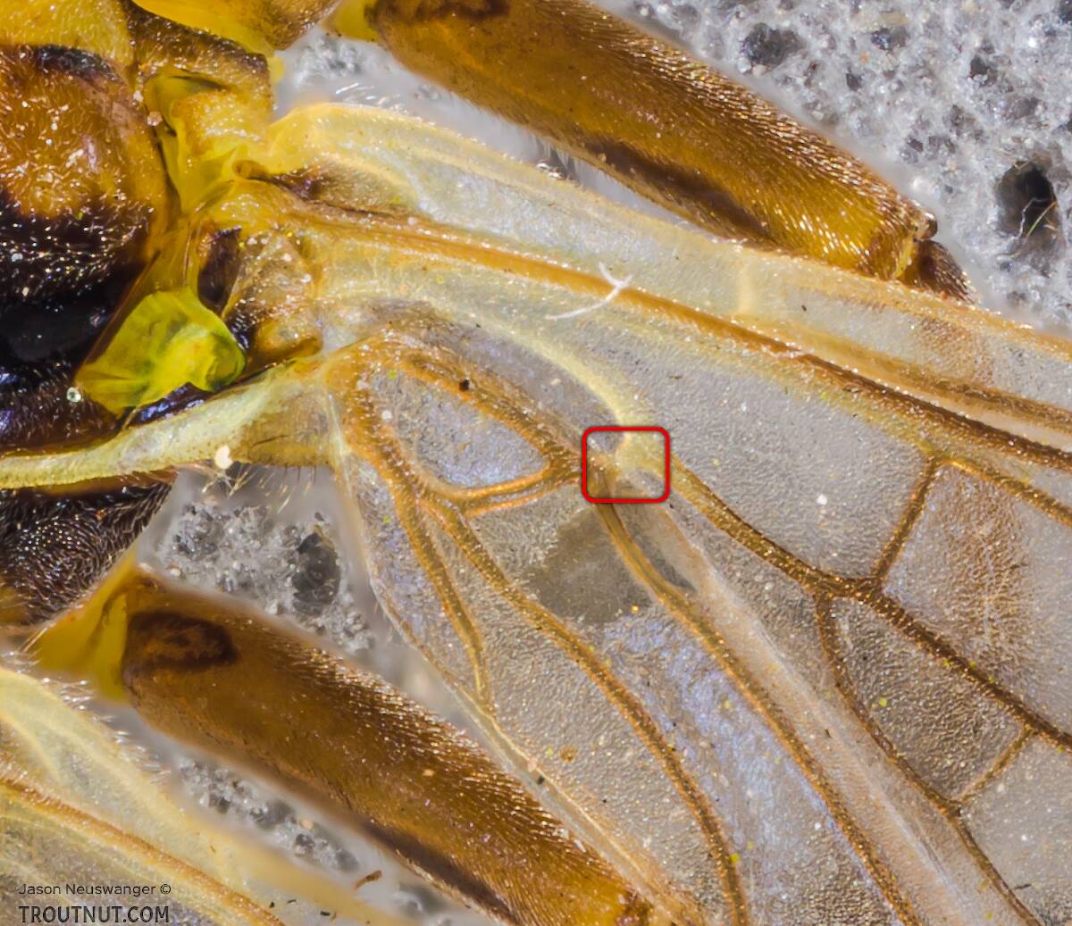 Identification: Key to Families of Stonefly Adults