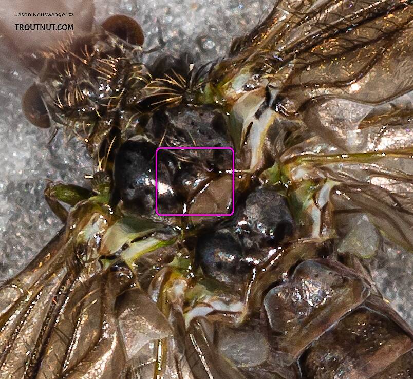 Identification: Key to Genera of Rhyacophilidae Adults