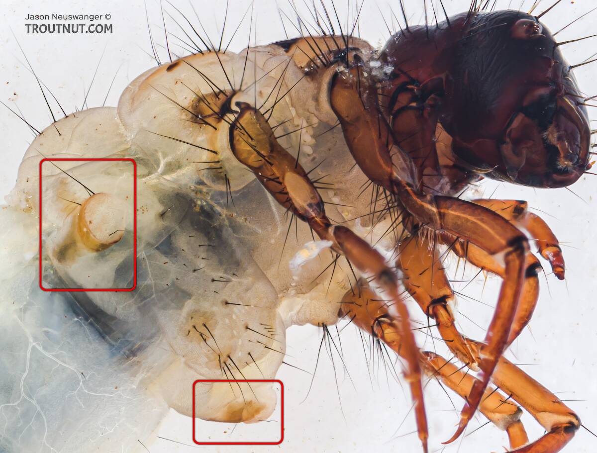 Identification: Key to Genera of Limnephilidae Larvae