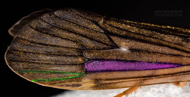 Identification: Key to Genera of Limnephilidae Adults, Couplet 8