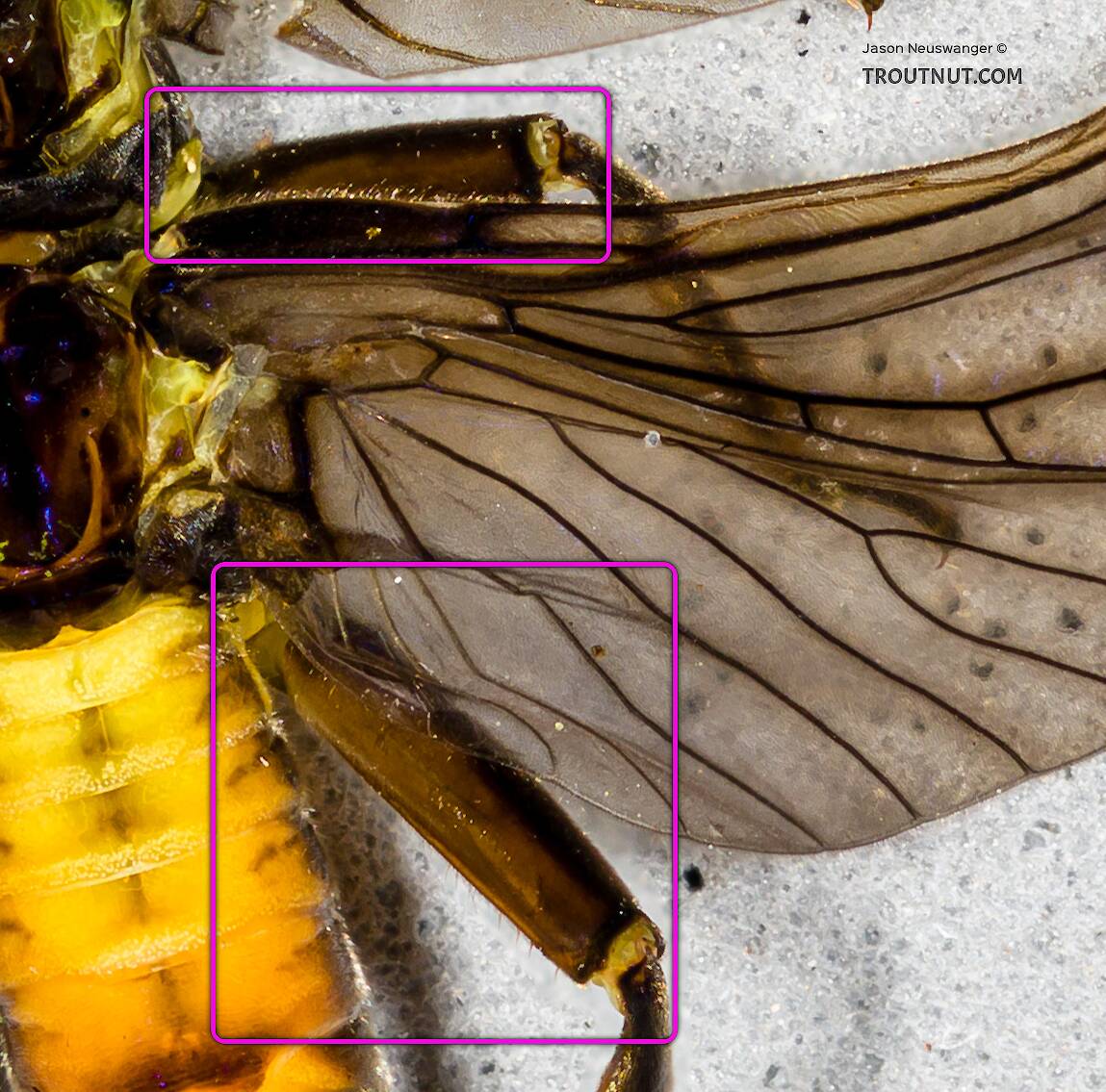 Identification: Key to Species of Agnetina Adults