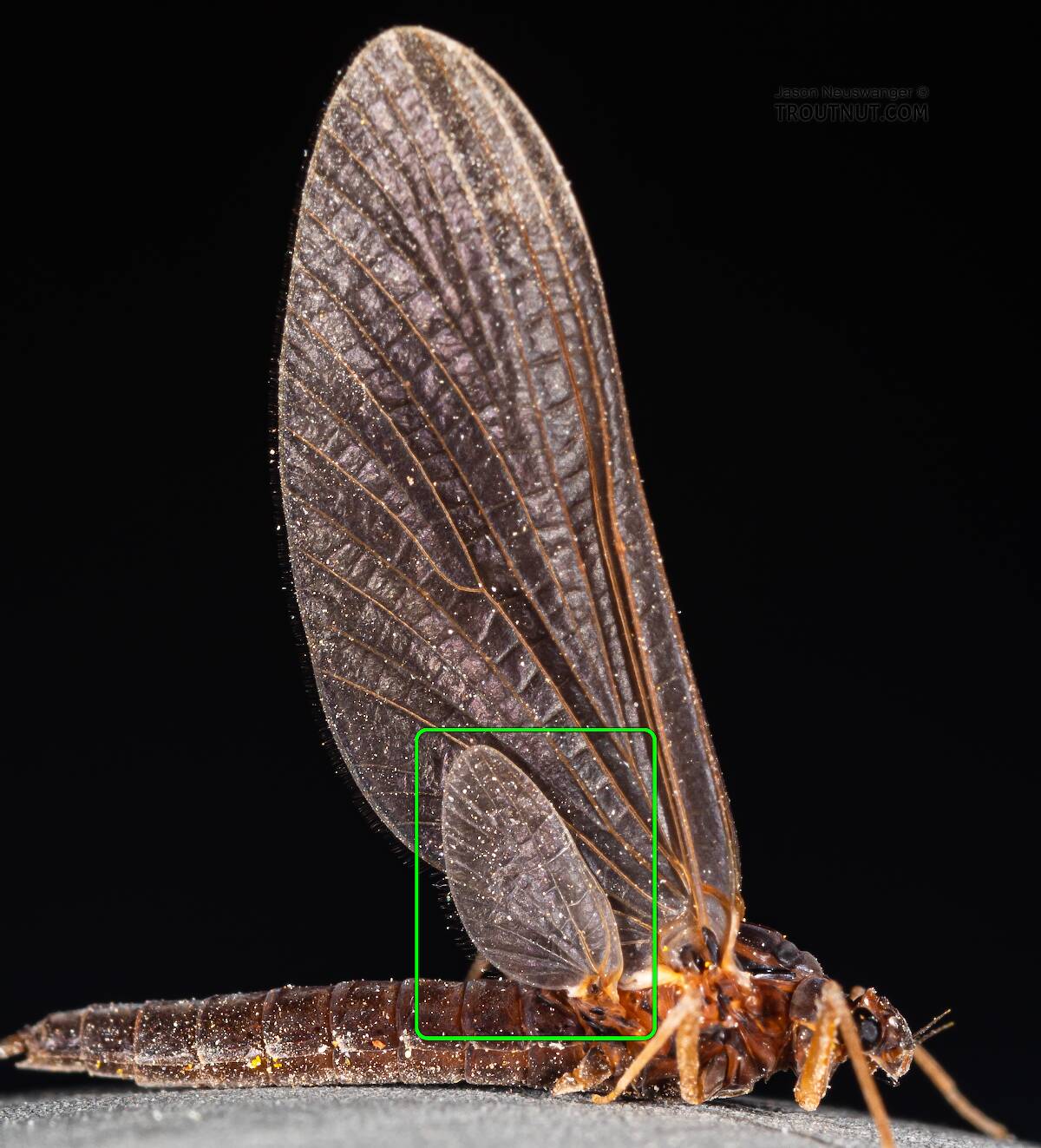Identification: Key to Genera of Male Leptophlebiidae Spinners