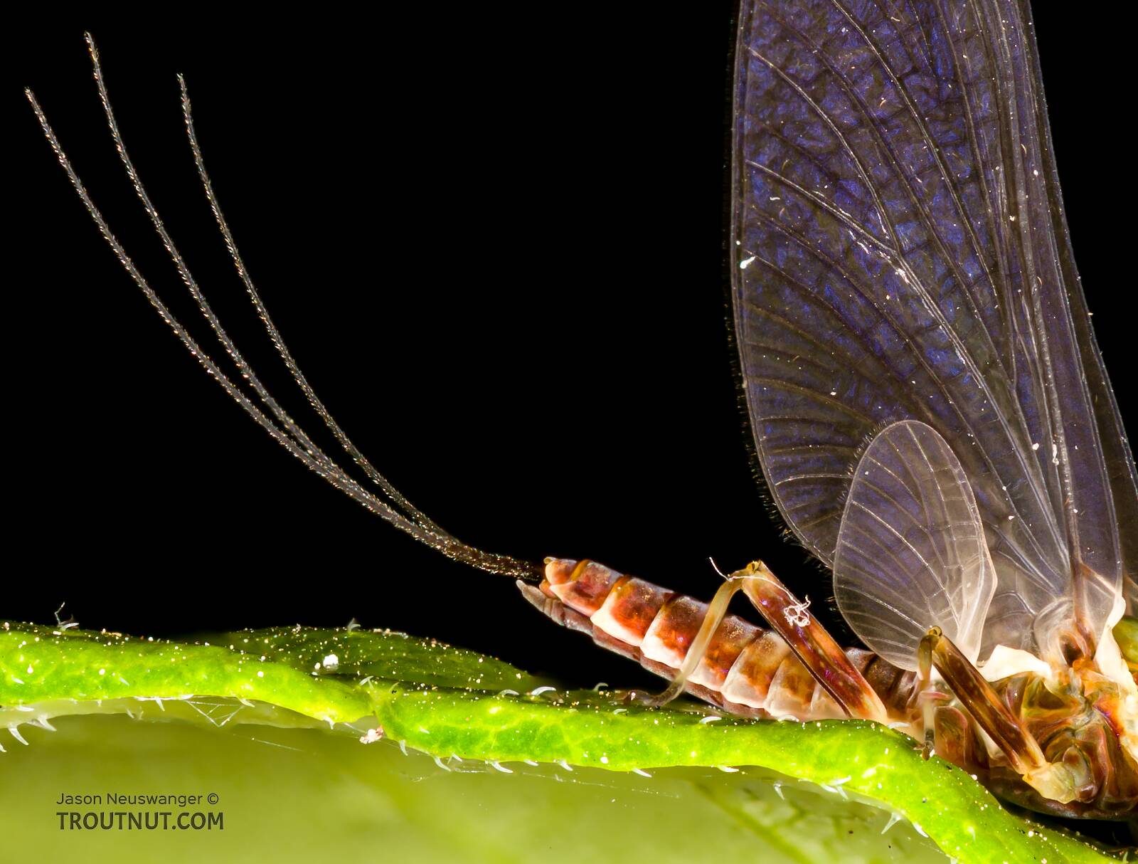Identification: Easy Angler's Key to Common Adult Mayflies