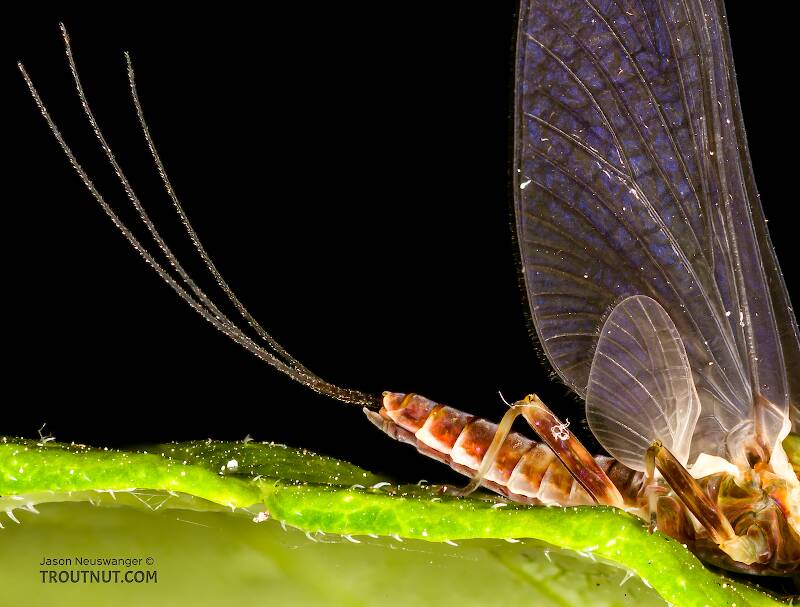 Identification: Easy Angler's Key to Common Adult Mayflies