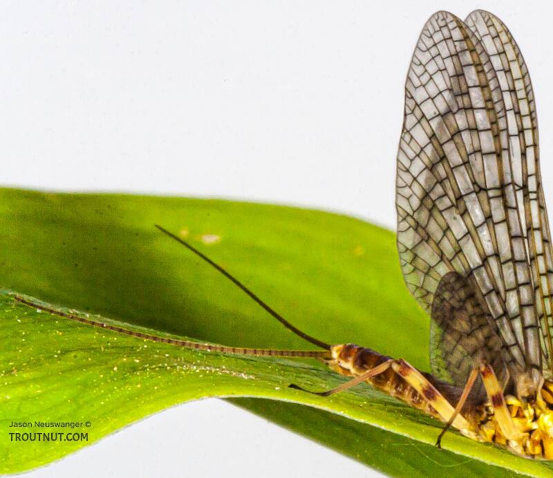 Identification: Easy Angler's Key to Common Adult Mayflies