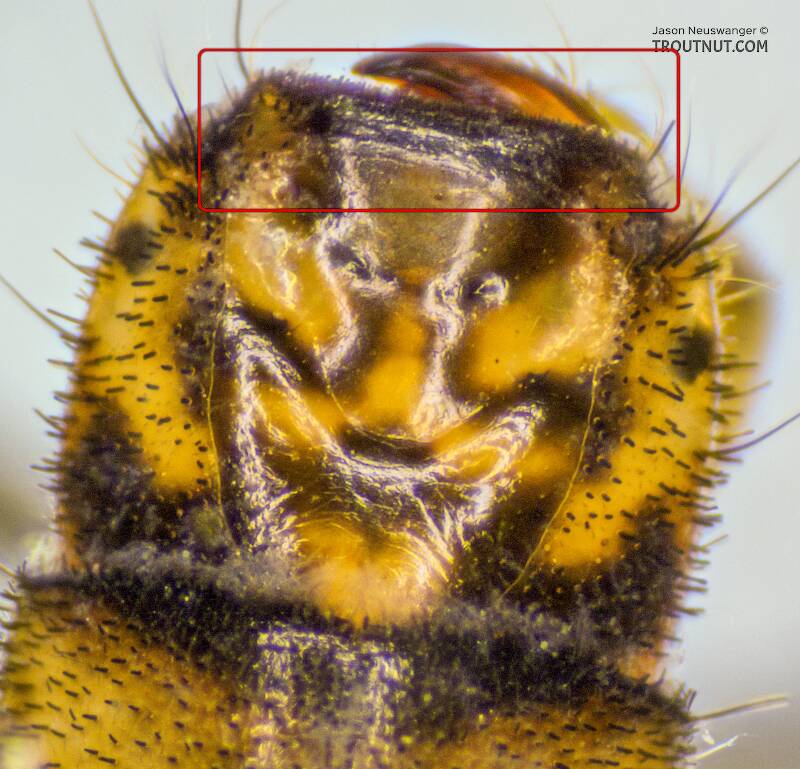 Identification: Key to Genera of Hydropsychidae Larvae, Couplet 7