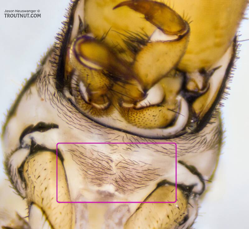 Identification: Key to Genera of Hydropsychidae Larvae, Couplet 7