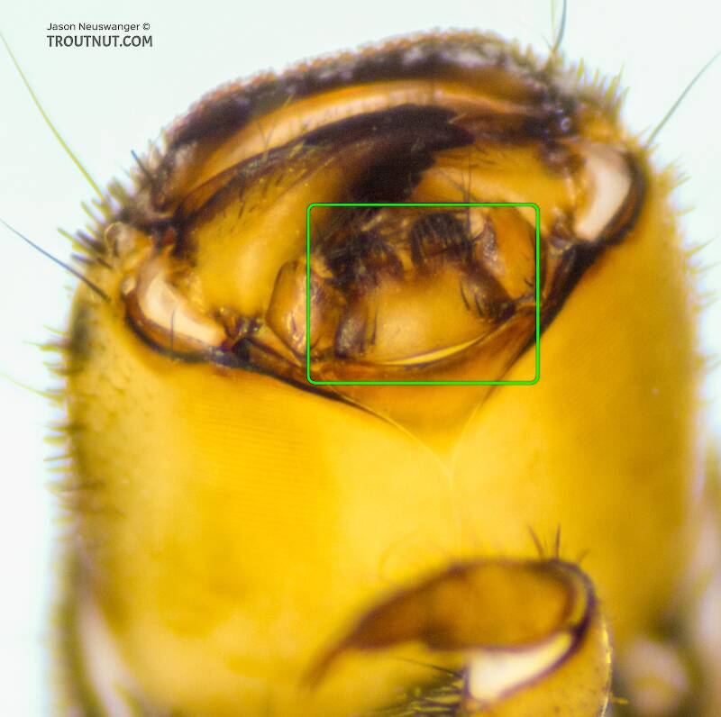 Identification: Key to Genera of Hydropsychidae Larvae, Couplet 6