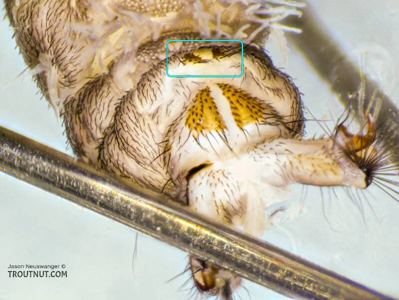 Identification: Key to Genera of Hydropsychidae Larvae, Couplet 6