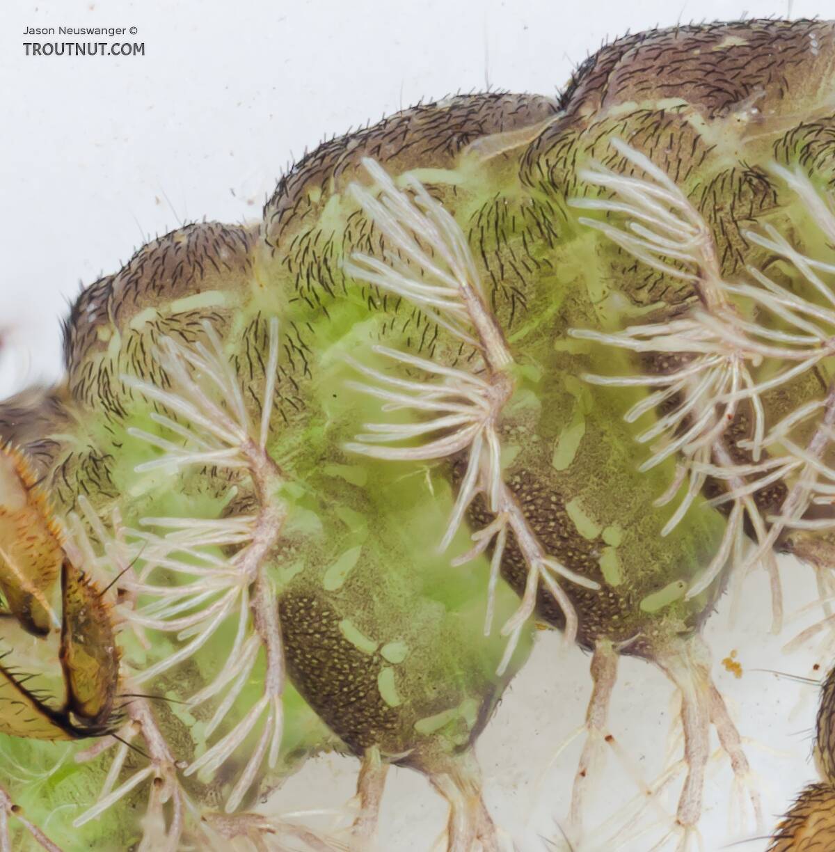 Identification: Key to Genera of Hydropsychidae Larvae