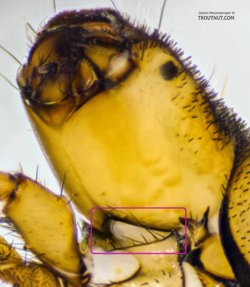 Identification: Key to Genera of Hydropsychidae Larvae