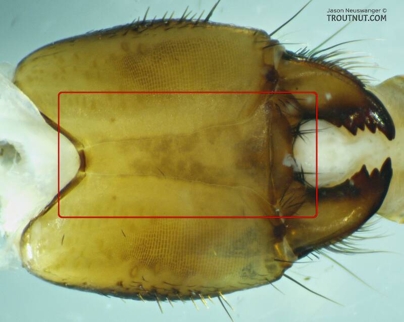 Identification: Key to Genera of Hydropsychidae Larvae