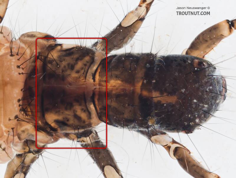 Identification: Key to Families of Caddisfly Larvae, Couplet 5