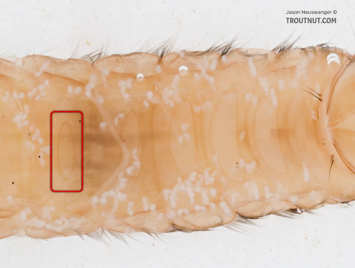 Identification: Key to Families of Caddisfly Larvae, Couplet 19