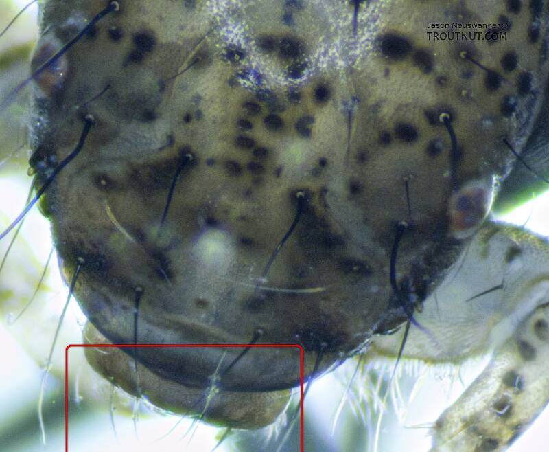 Identification: Key to Families of Caddisfly Larvae, Couplet 17
