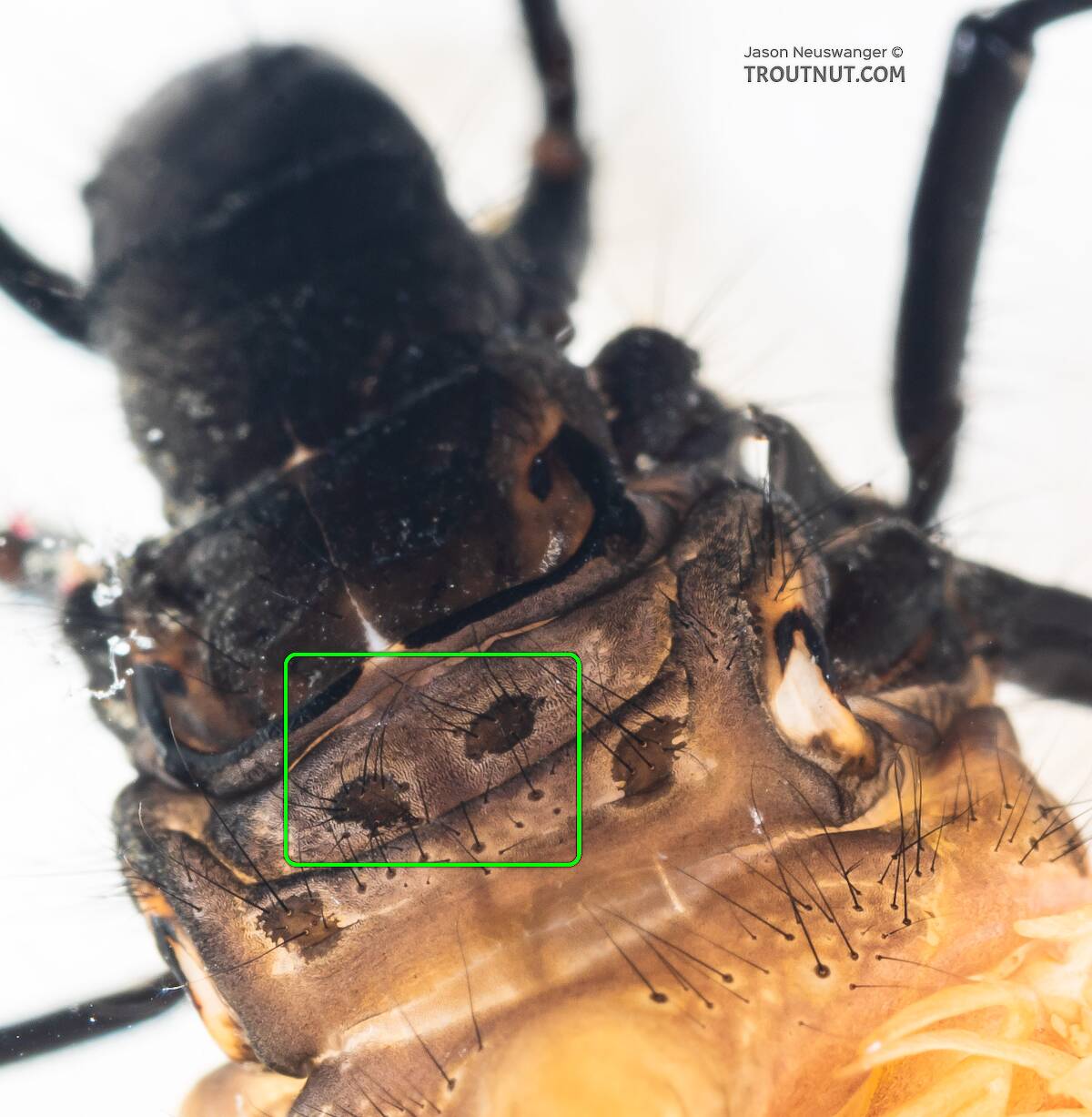 Identification: Key to Families of Caddisfly Larvae