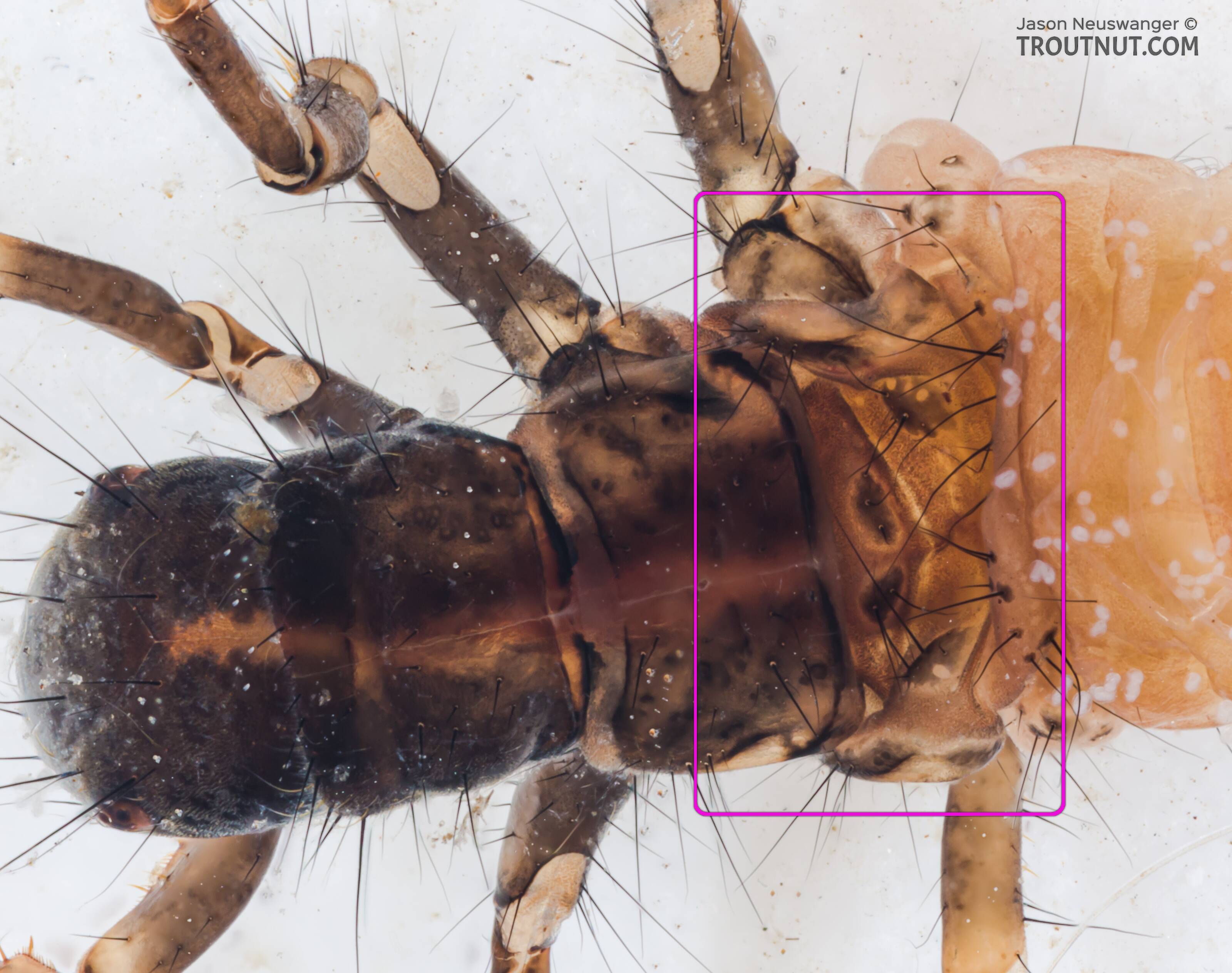 Identification: Key to Families of Caddisfly Larvae, Couplet 2