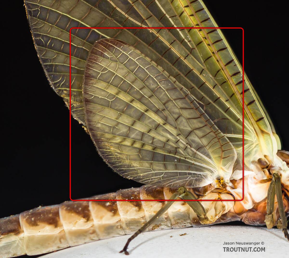 Identification: Easy Angler's Key to Common Adult Mayflies