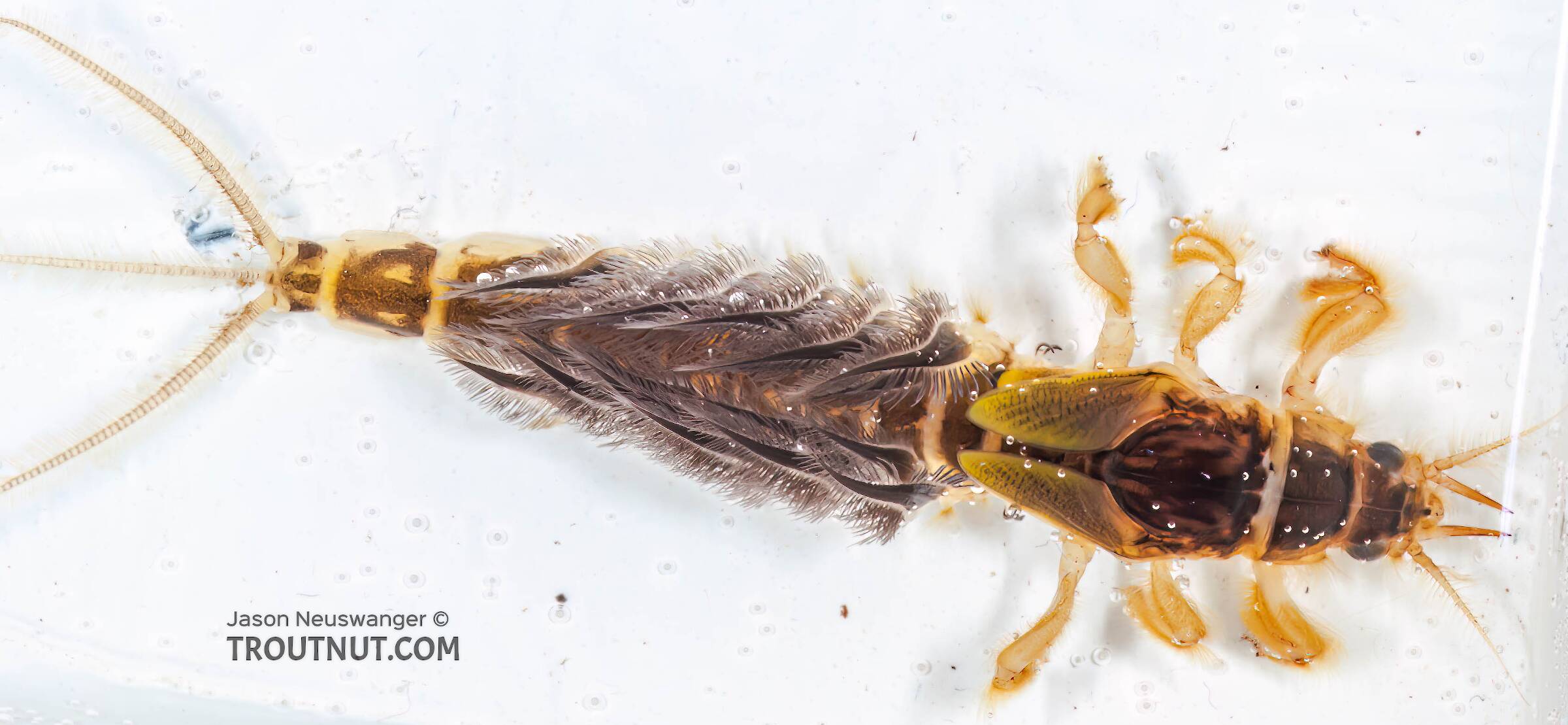Identification: Easy Angler's Key to Common Mayfly Nymphs