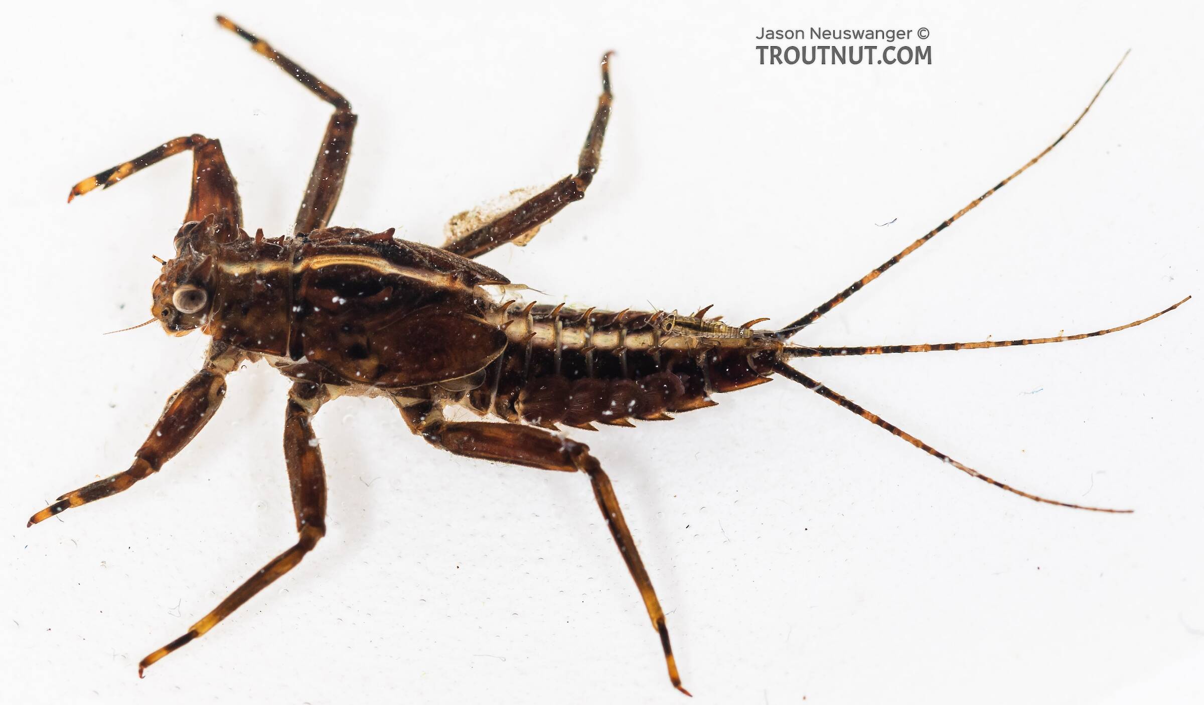 Identification: Easy Angler's Key to Common Mayfly Nymphs