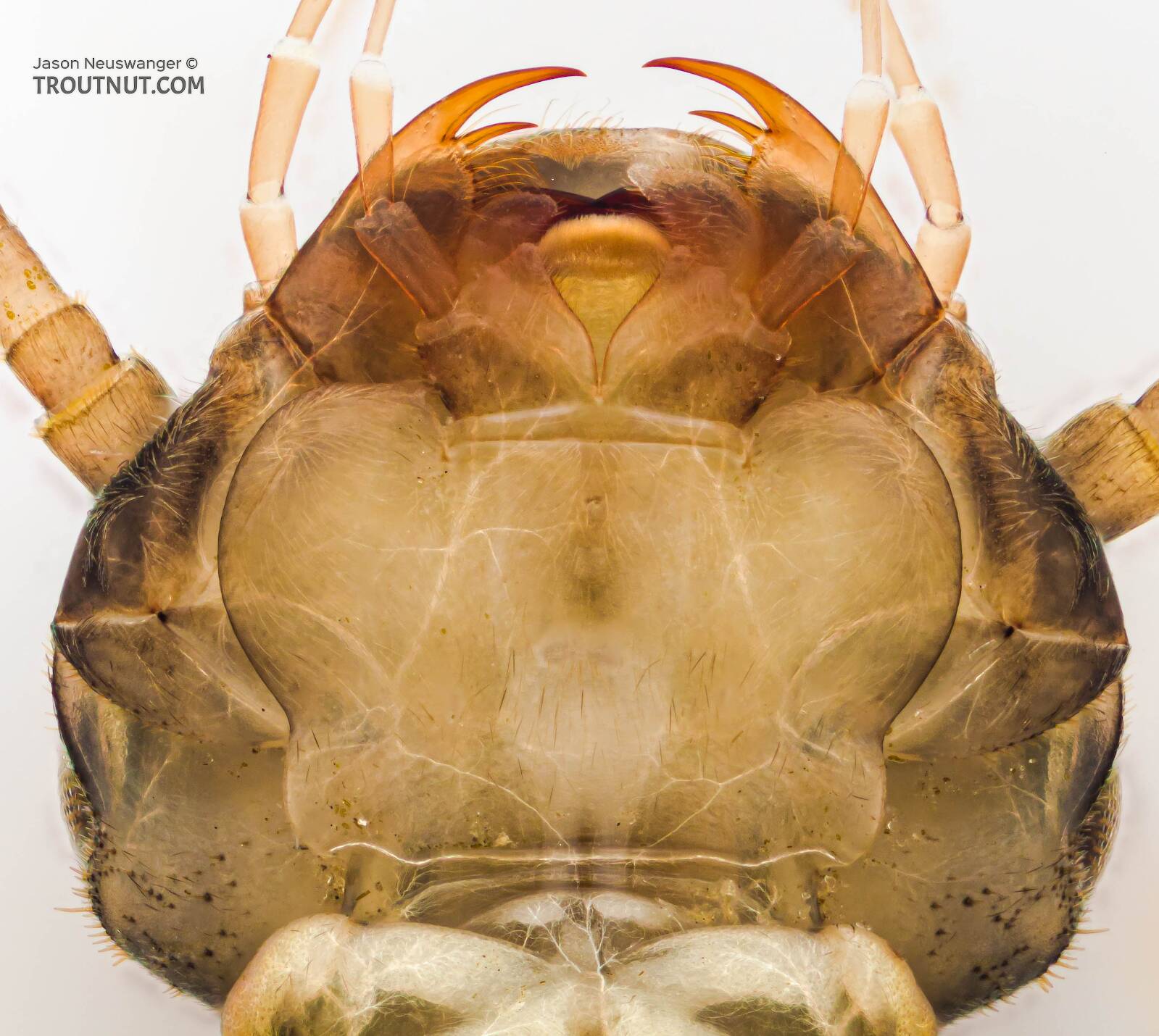 Identification: Key to Orders of Aquatic Insect Nymphs