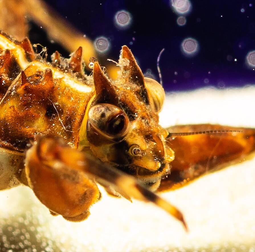 Identification: Key to Species of Drunella Nymphs