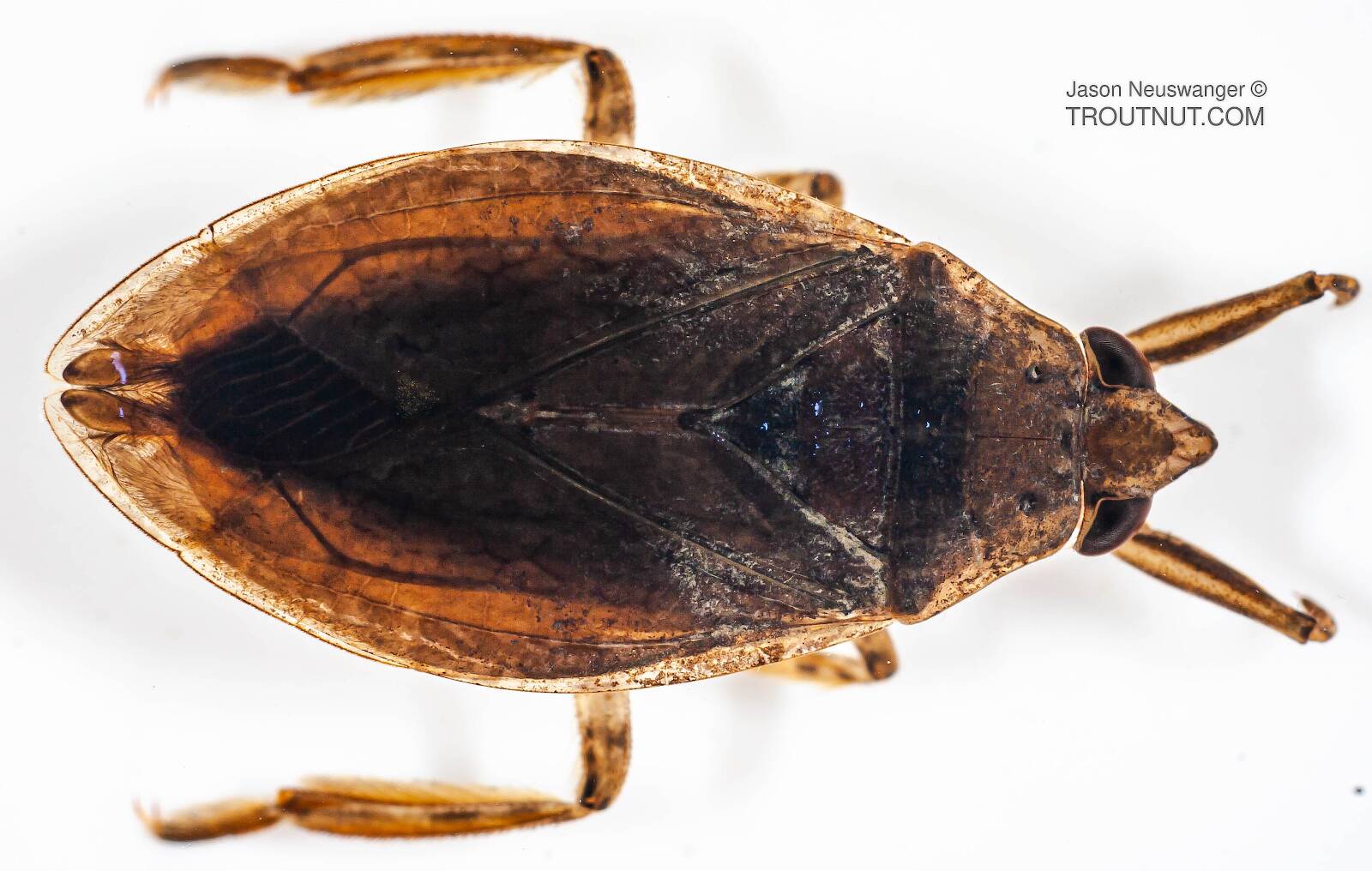 Identification: Key to Orders of Adult Aquatic Insects