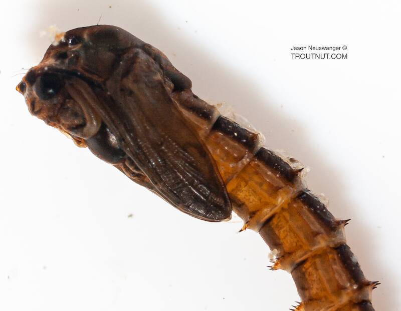 Identification: Key to Orders of Aquatic Insect Pupae