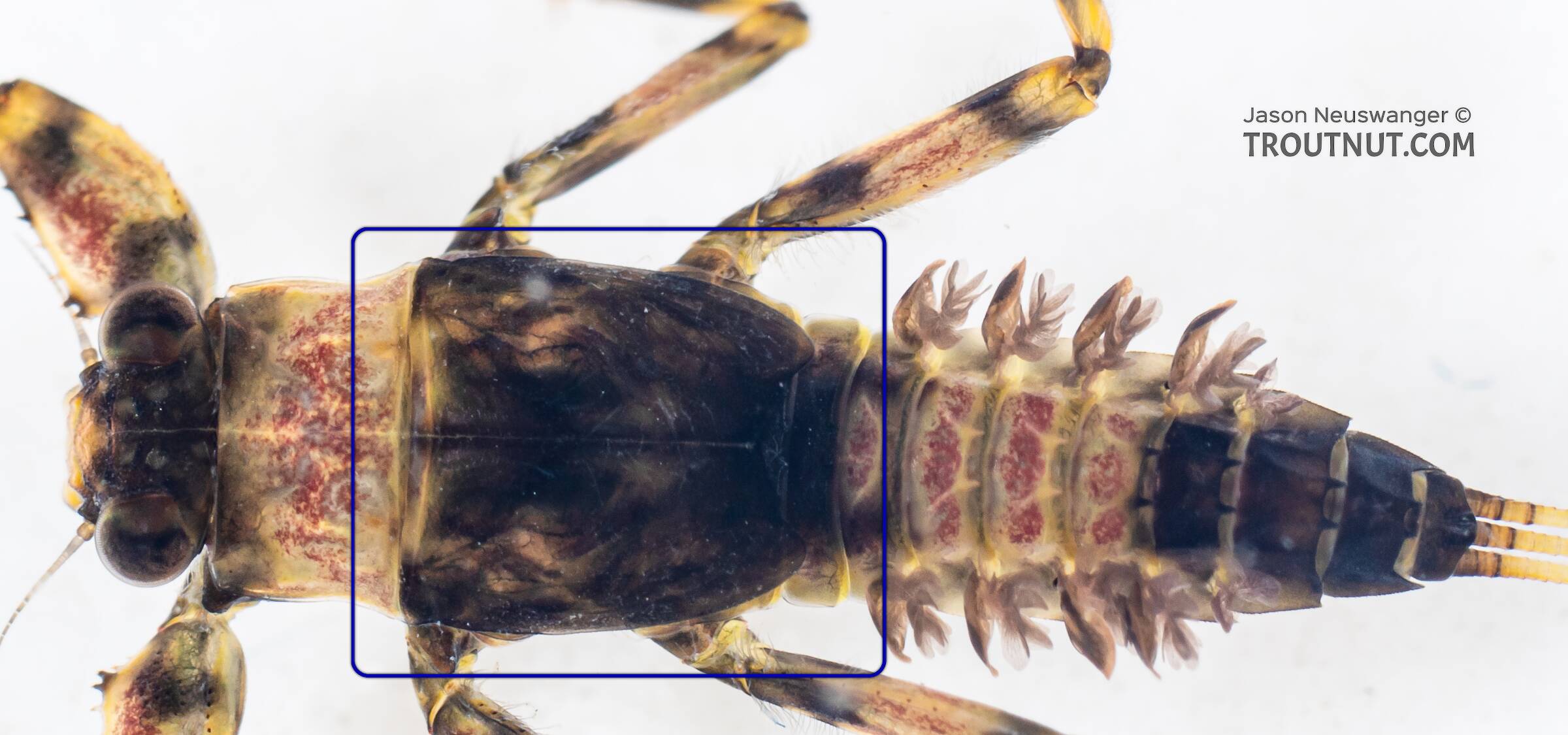 Identification: Key to Families of Mayfly Nymphs