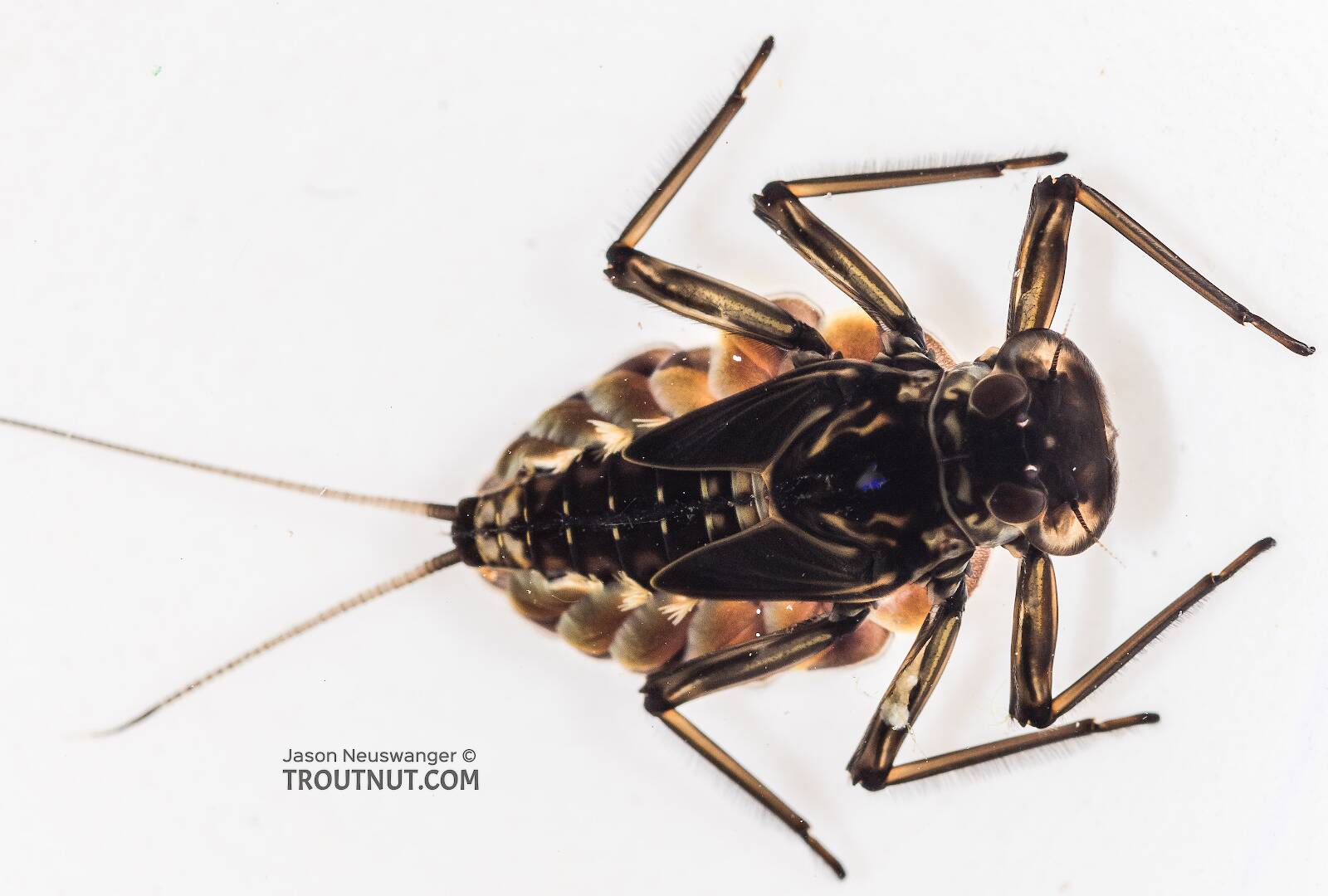 Identification: Key to Families of Mayfly Nymphs, Couplet 2
