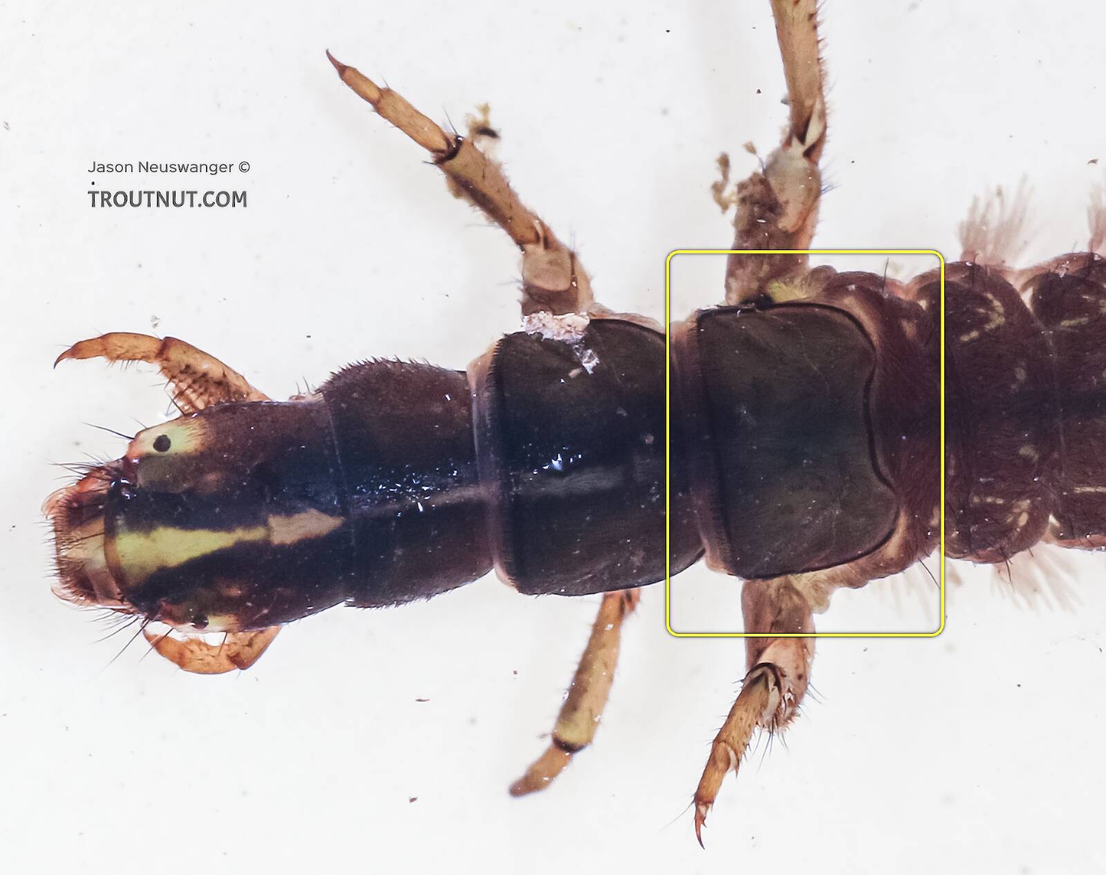 Identification: Key to Families of Caddisfly Larvae, Couplet 2