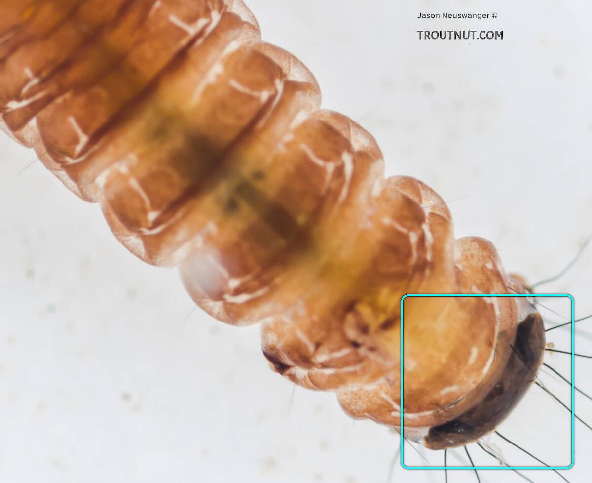 Identification: Key to Families of Caddisfly Larvae, Couplet 7