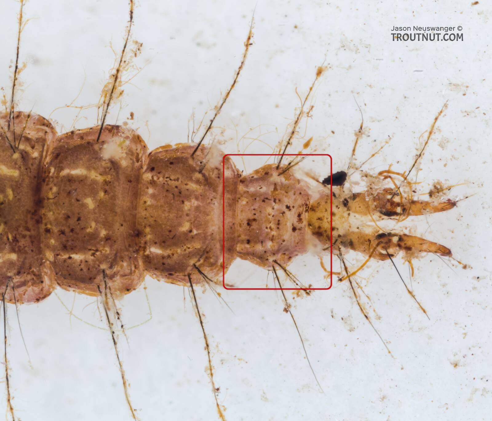 Identification: Key to Families of Caddisfly Larvae, Couplet 7