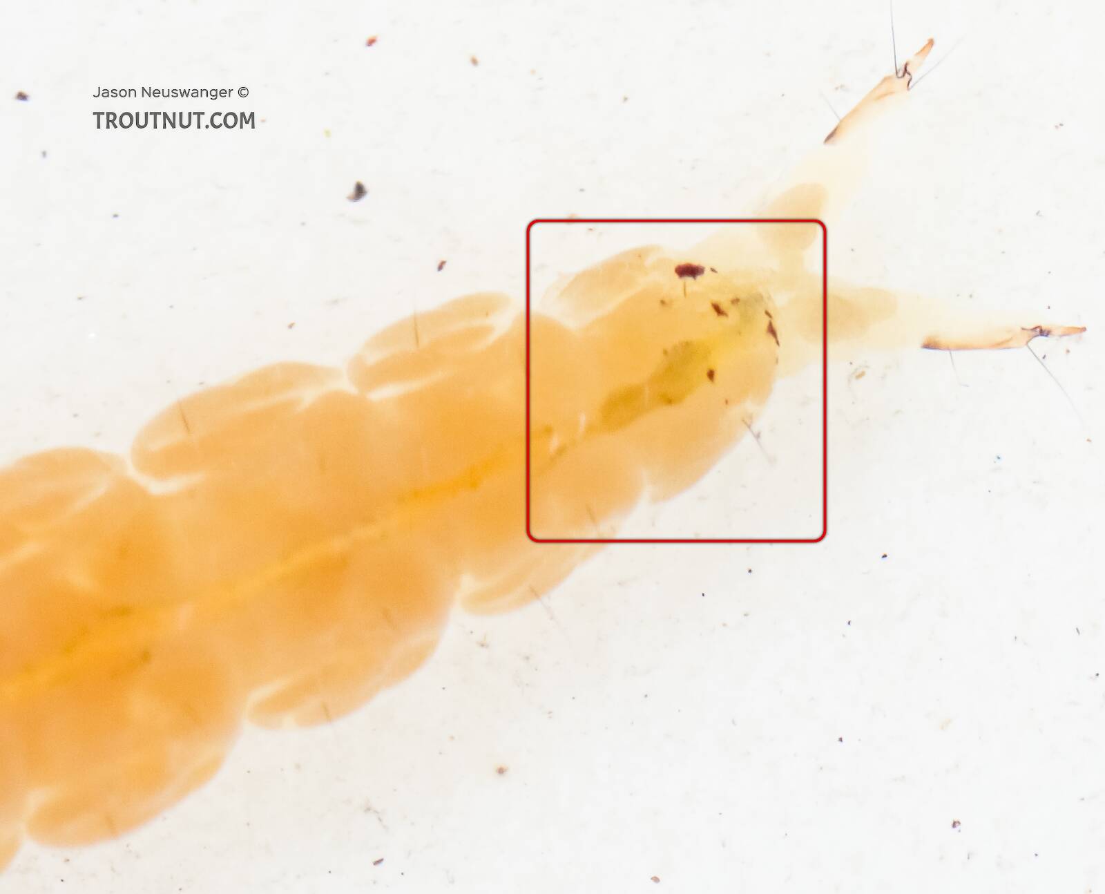 Identification: Key to Families of Caddisfly Larvae, Couplet 7