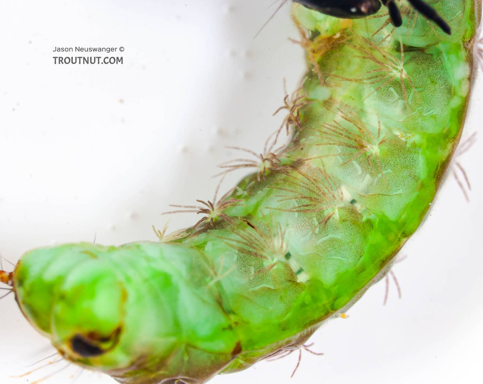 Identification: Key to Families of Caddisfly Larvae, Couplet 19