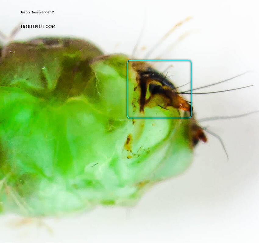 Identification: Key to Families of Caddisfly Larvae, Couplet 26