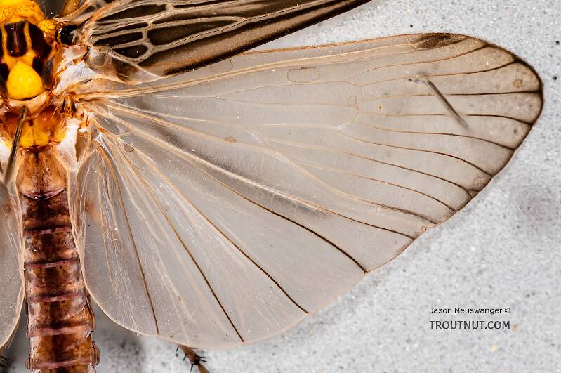 Identification: Key to Families of Caddisfly Adults