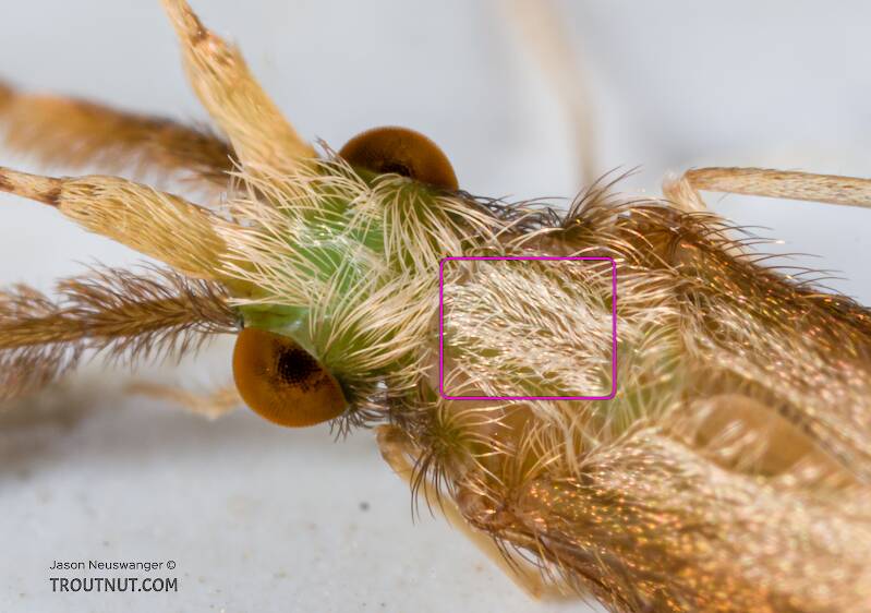 Identification: Key to Families of Caddisfly Adults