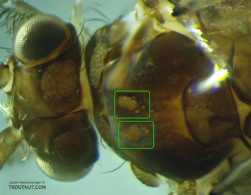 Identification: Key to Families of Caddisfly Adults