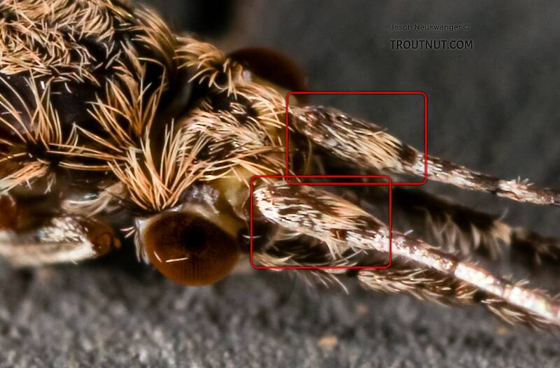 Identification: Key to Families of Caddisfly Adults, Couplet 26